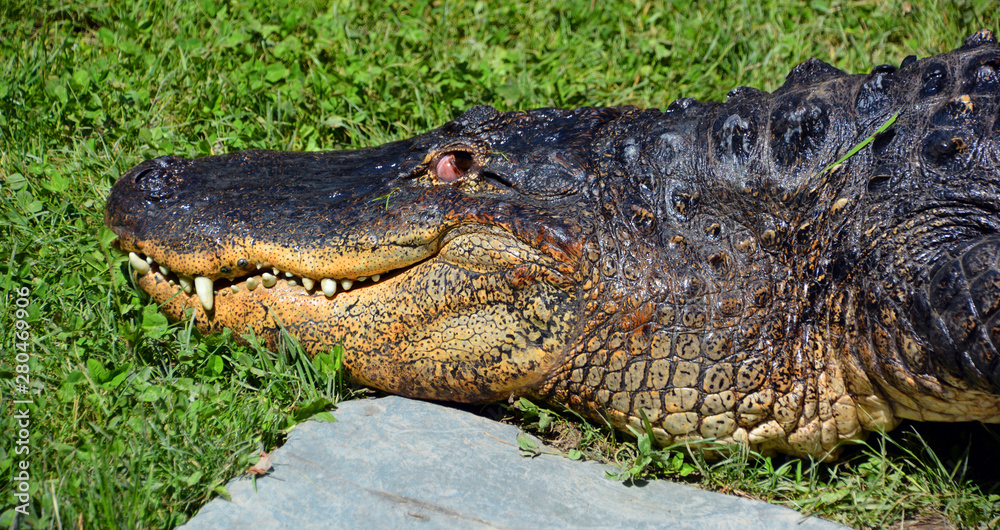 An alligator is a crocodilian in the genus Alligator of the family ...