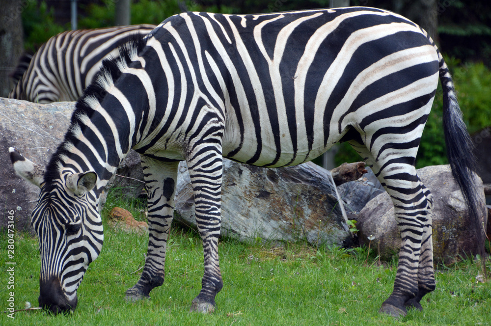 Burchell's zebra is a southern subspecies of the plains zebra. It is ...
