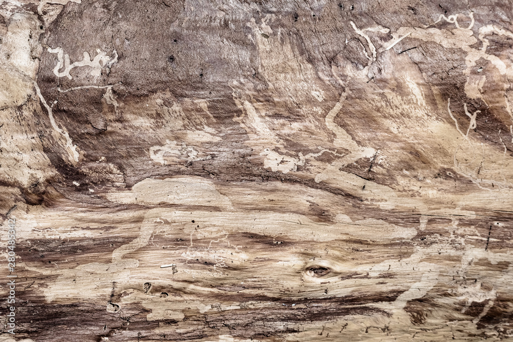 Pine tree trunk without bark texture; Mountain pine beetle tracks ...
