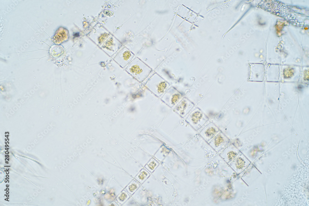 Marine aquatic plankton under microscope view. Stock Photo | Adobe Stock