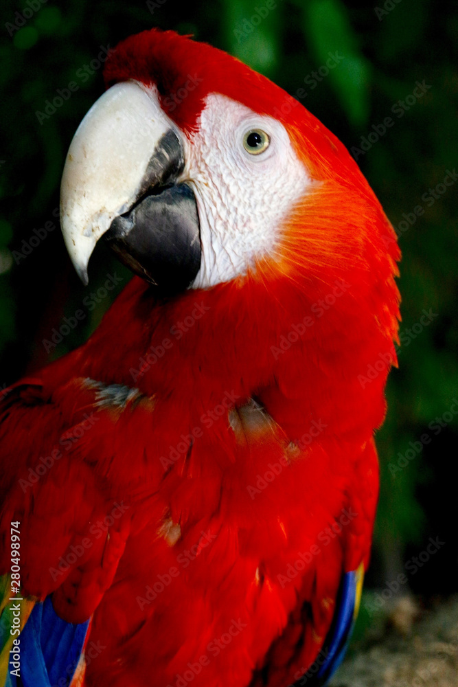 Guacamaya found in its habitat in Quintana Roo Stock Photo | Adobe Stock
