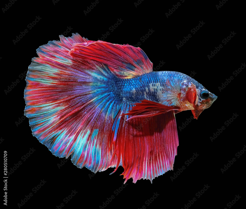 Betta fish,Siamese fighting fish,siamese fighting fish betta splendens ...