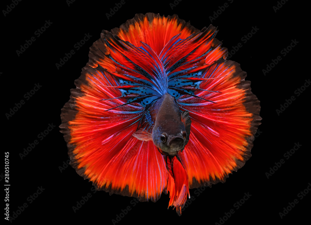 Blue and Red betta fish,Siamese fighting fish,siamese fighting fish ...