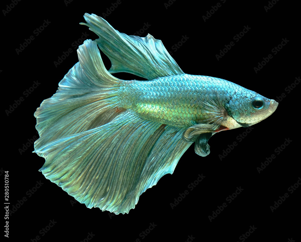 Green And Blue Betta Fish