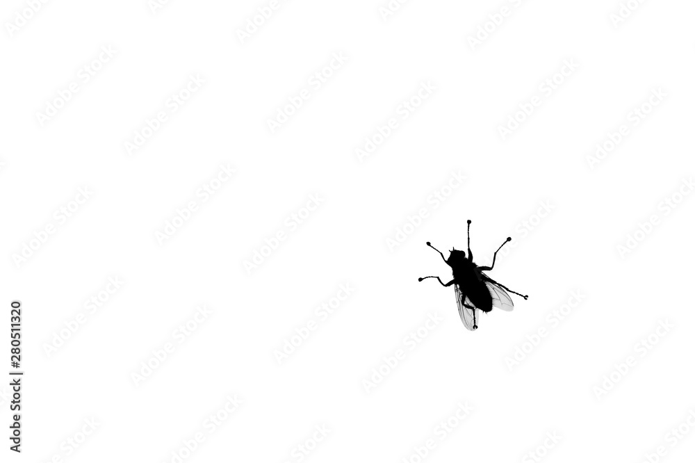 Black fly silhouette on white background isolated closeup, diptera ...
