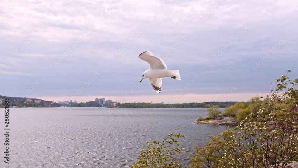 White gull with black wing tips soaring in the wind and landing on dry ...