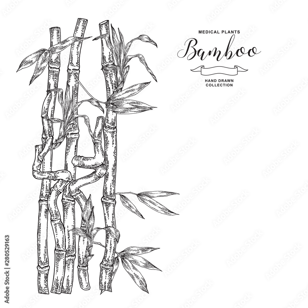 Bamboo plant. Hand drawn leaves and branches of bamboo isolated on ...