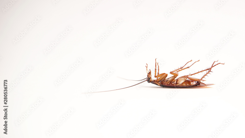 Dead cockroach supine upside down isolated on white with space for text ...