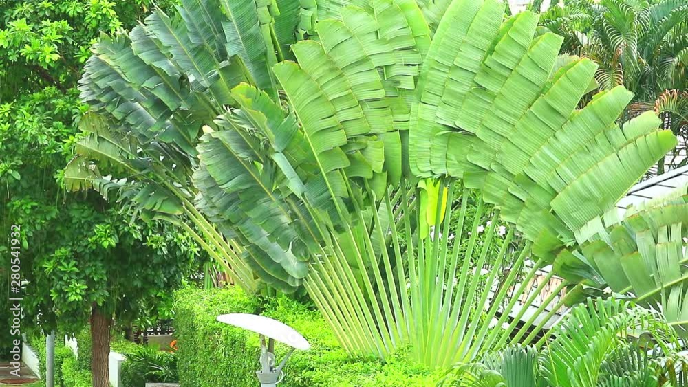 traveller tree large leaves grow in the garden and protect the sun and ...