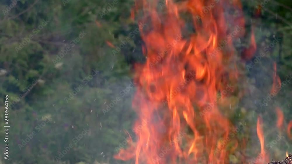 Forest Fire and dense smoke from burning foliage. The threat to the ...