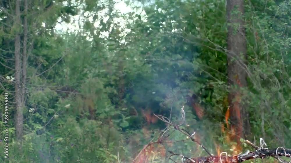 Forest Fire and dense smoke from burning foliage. The threat to the ...