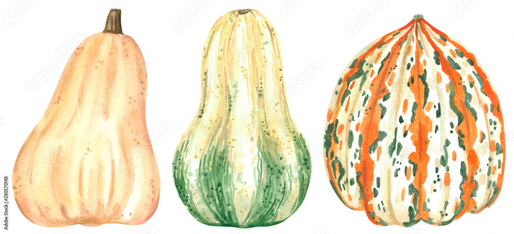 Different striped pumpkin squash clipart set, hand drawn watercolor ...