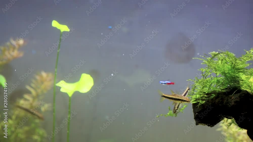 SAE Siamese algae eater. striped fish eat algae in an aquarium vídeo de ...