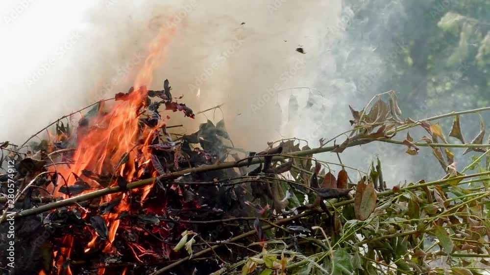Beginning forest fire - burning and Smoking plants and trees. The ...