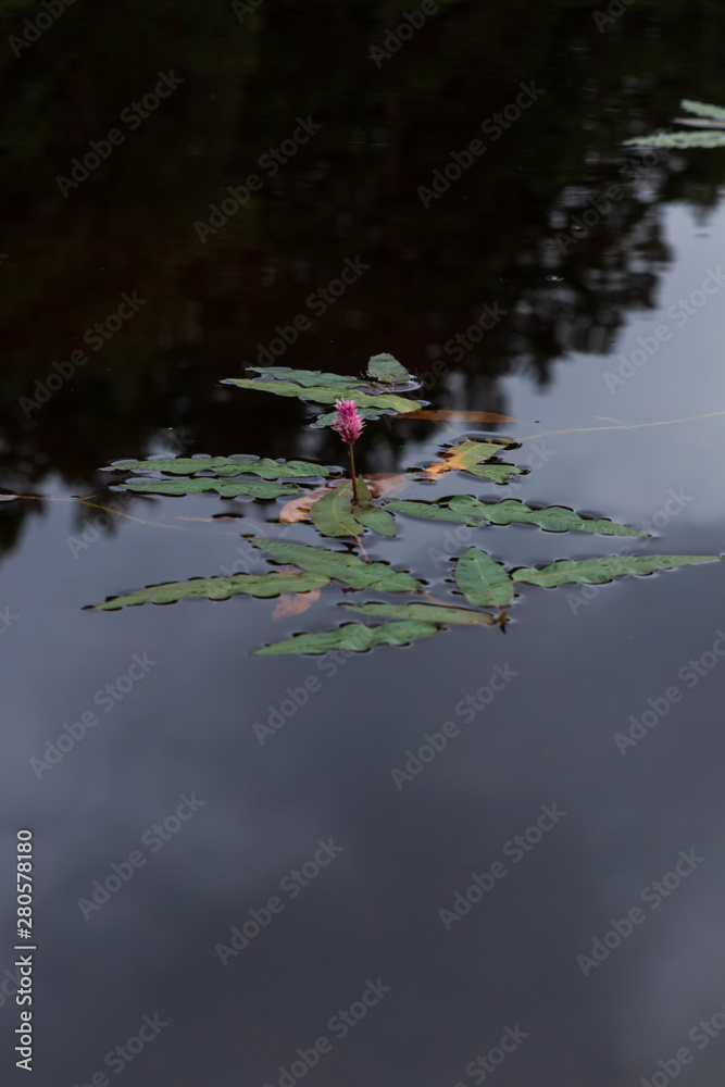 Water knotweed, Persicaria amphibia, in a lake with the sky reflecting ...