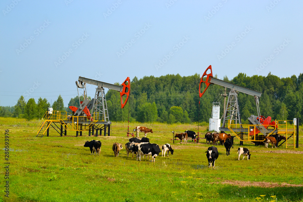 Crude oil pump in the middle in the middle of the field, a herd of cows ...