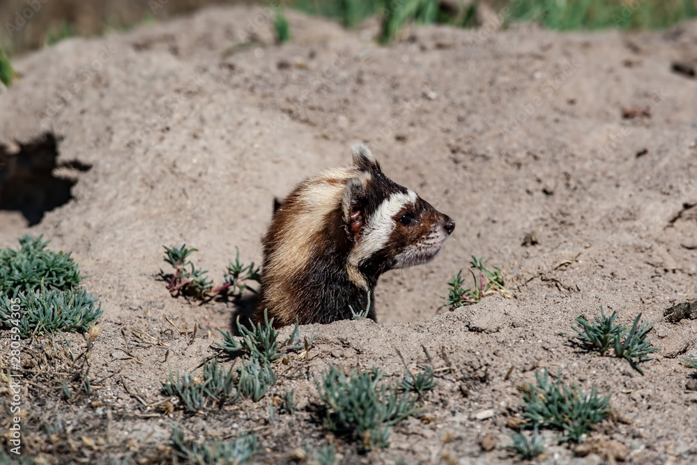 Spotted skunk sunbathing in the mouth of the cave in the morning Stock ...
