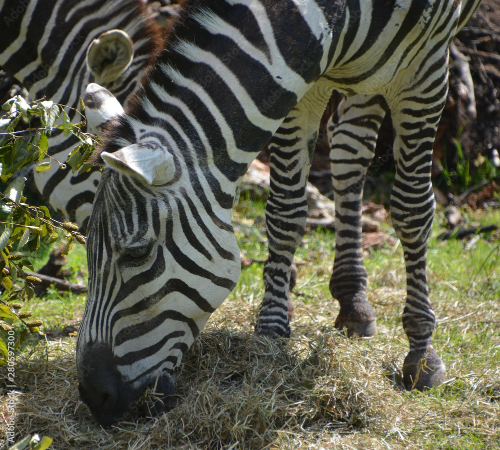 Burchell's zebra is a southern subspecies of the plains zebra. It is ...