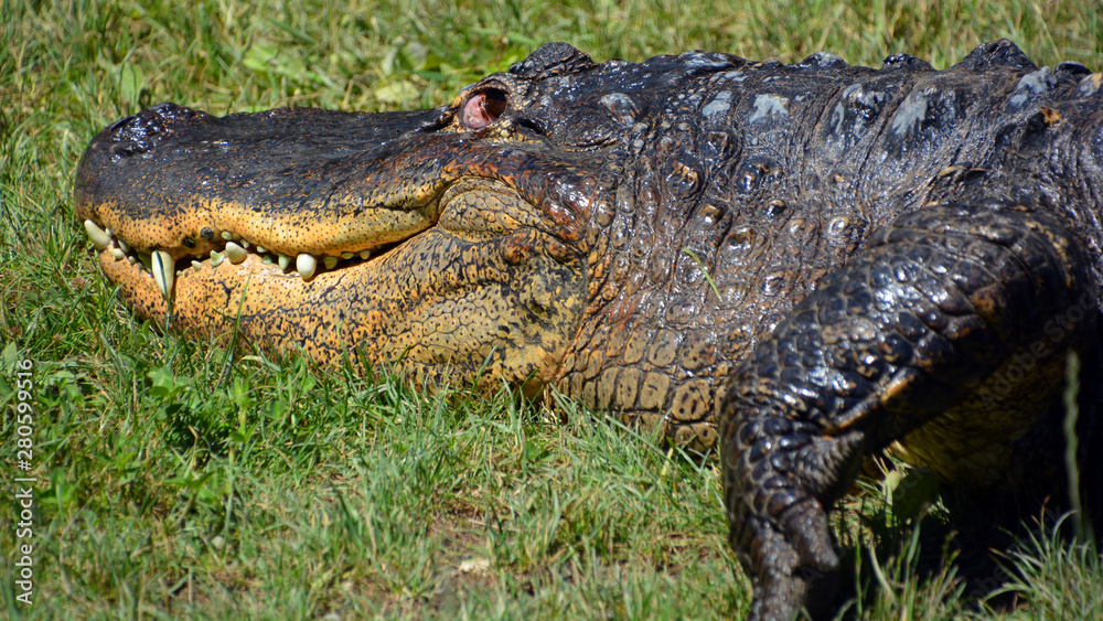 An alligator is a crocodilian in the genus Alligator of the family Alligatoridae. The two living ...