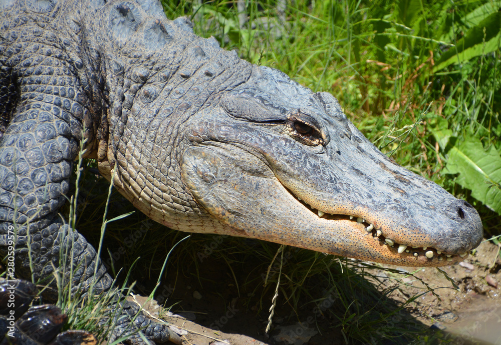 An alligator is a crocodilian in the genus Alligator of the family ...