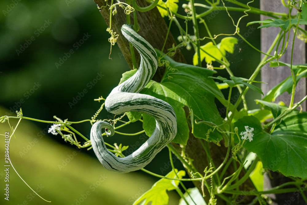 Fruit of Snake gourd, on the branch, Trichosanthes cucumerina Stock ...