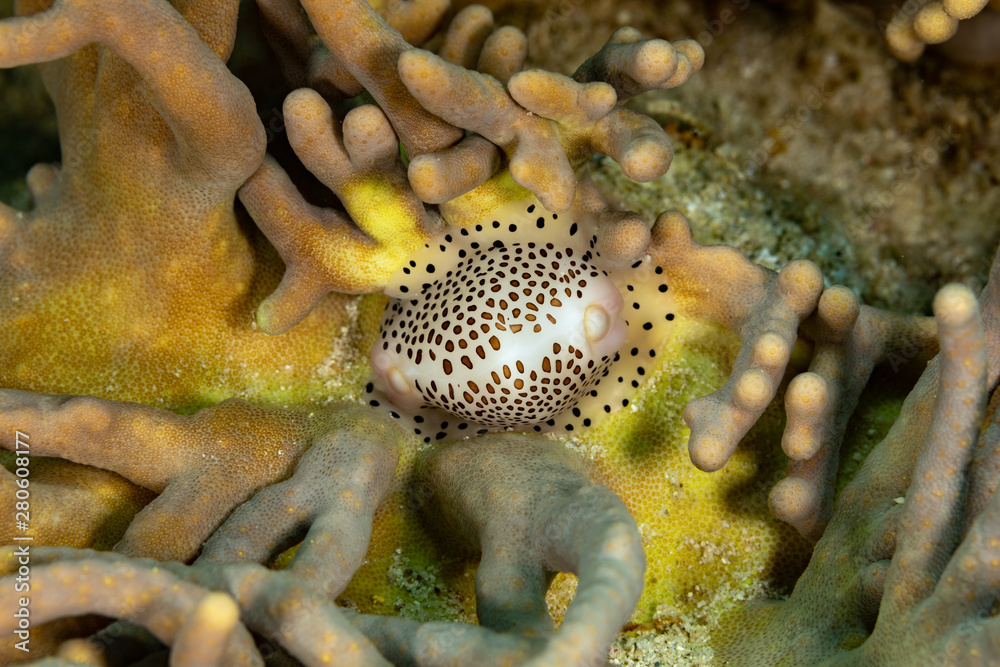 Umbilical Egg Shell or Warty/Little Egg Cowry, Calpurnus verrucosus, is ...
