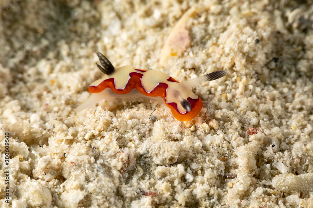 faithful sea slug, Chromodoris fidelis, Goniobranchus fidelis, is a ...