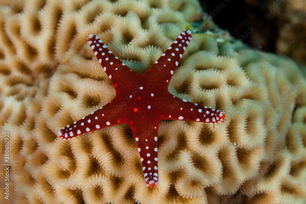 Fromia ghardaqana, common name Ghardaqa sea star, is a species of ...