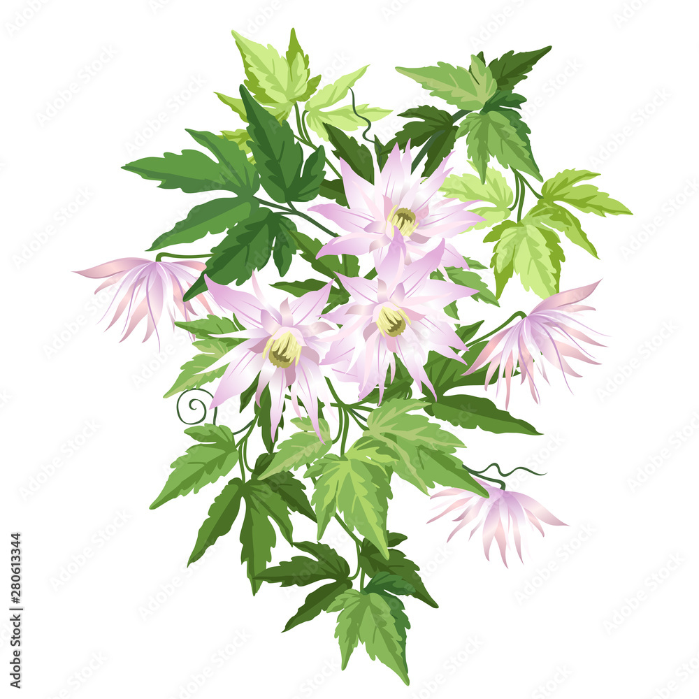Pink clematis flowers, vector illustration isolated on white background ...