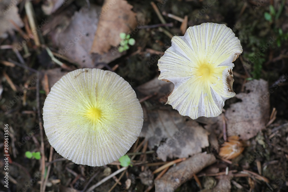 Bolbitius titubans, also known as Bolbitius vitellinus, commonly called ...