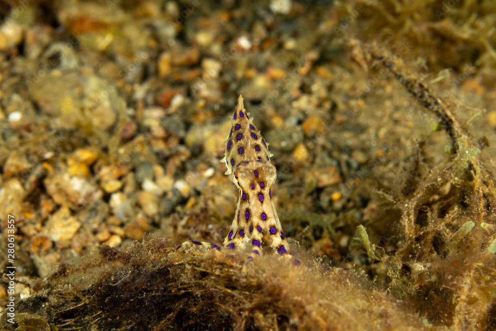 Greater blue-ringed octopus, Hapalochlaena lunulata is one of four ...