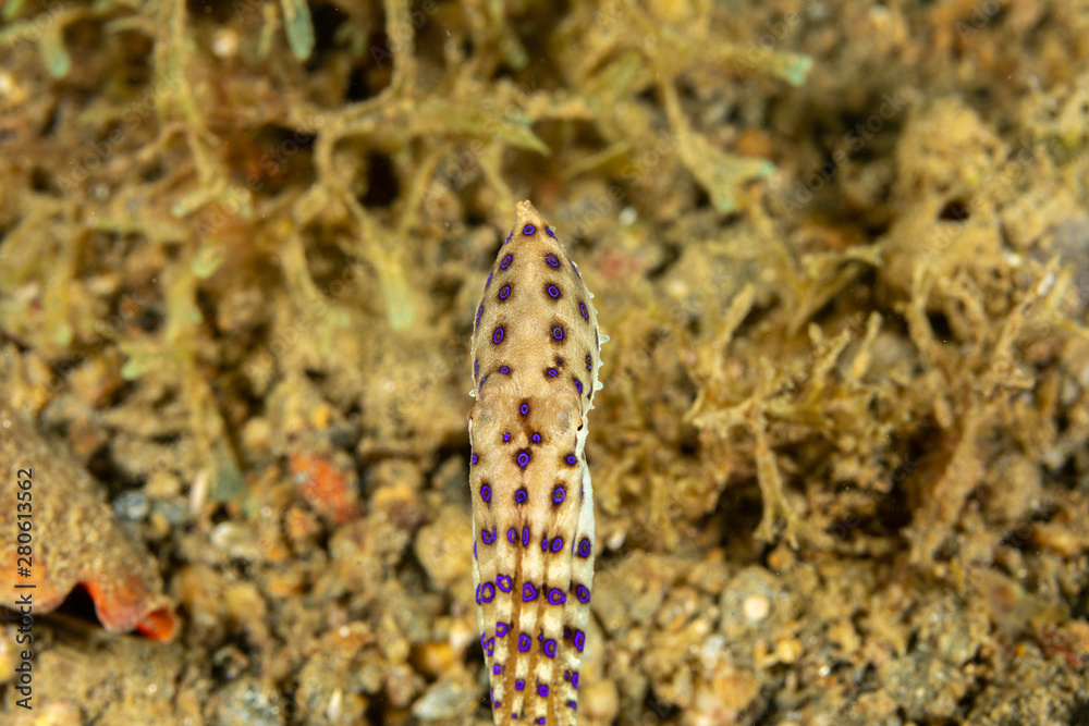 Greater blue-ringed octopus, Hapalochlaena lunulata is one of four ...