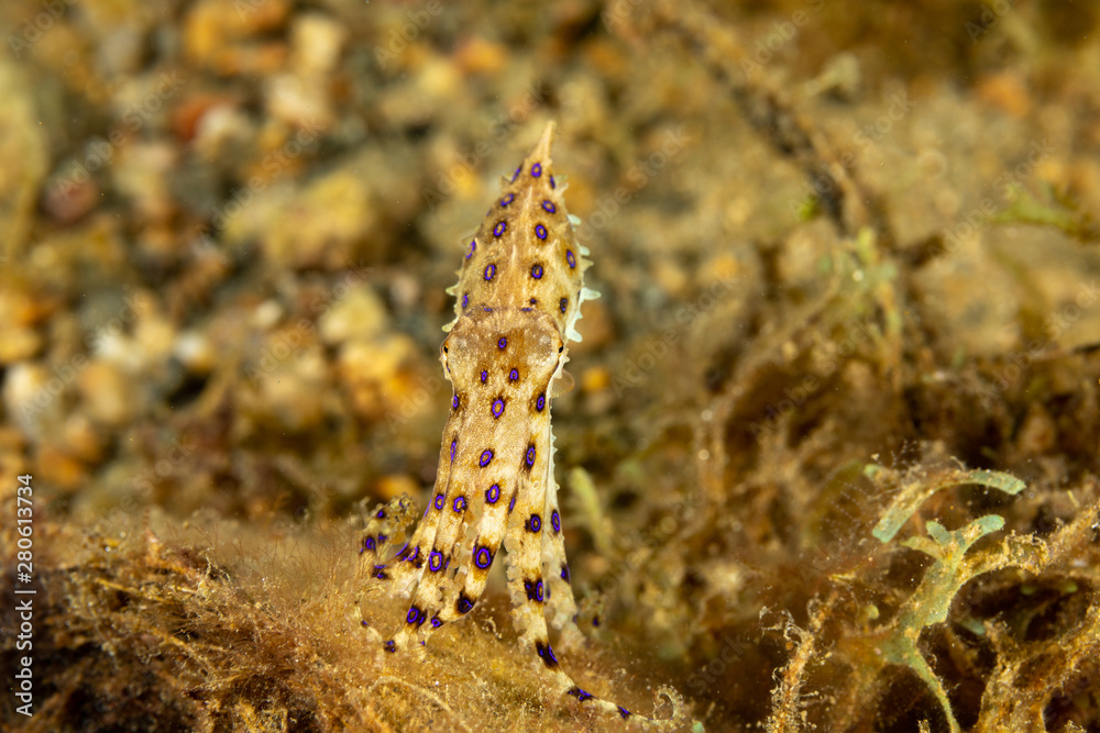 Greater blue-ringed octopus, Hapalochlaena lunulata is one of four ...