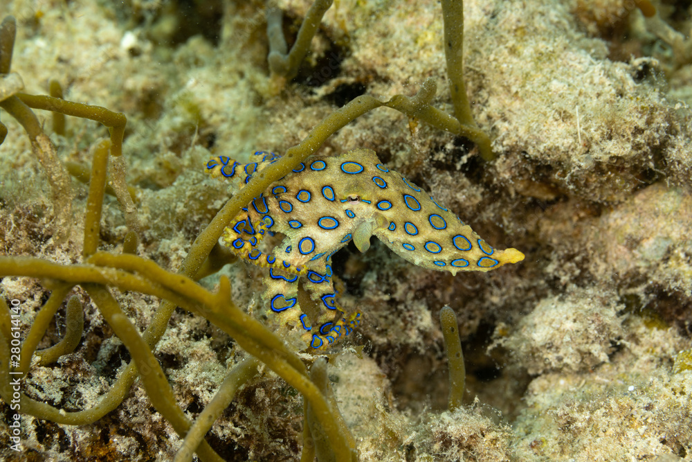 Greater blue-ringed octopus, Hapalochlaena lunulata is one of four ...