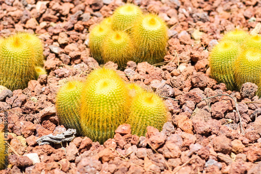 little cacti cactus bushes succulents Parodia leninghausii Cactus in ...