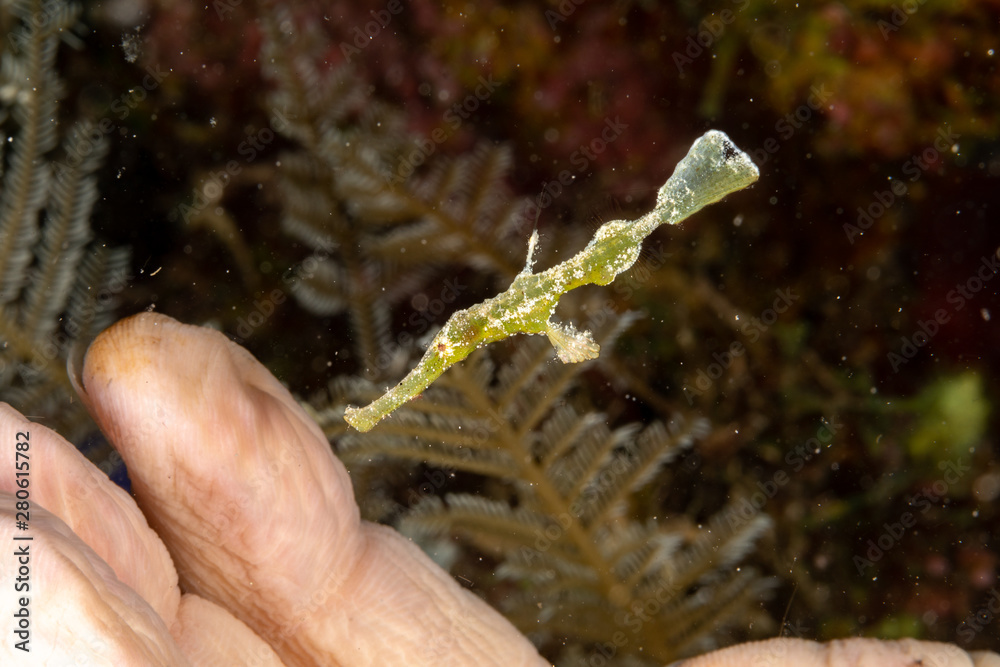 Halimeda ghost pipefish, Solenostomus halimeda, is a species of false ...