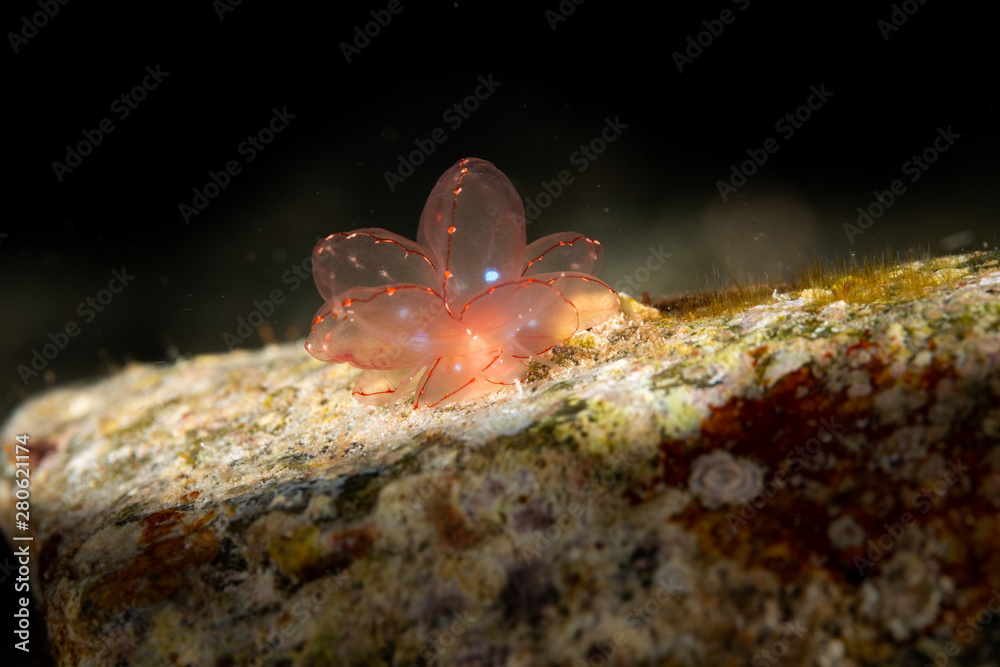 Butterfly cyerce nudibranch, Elegant Sapsucking Slug, Cyerce elegans is ...