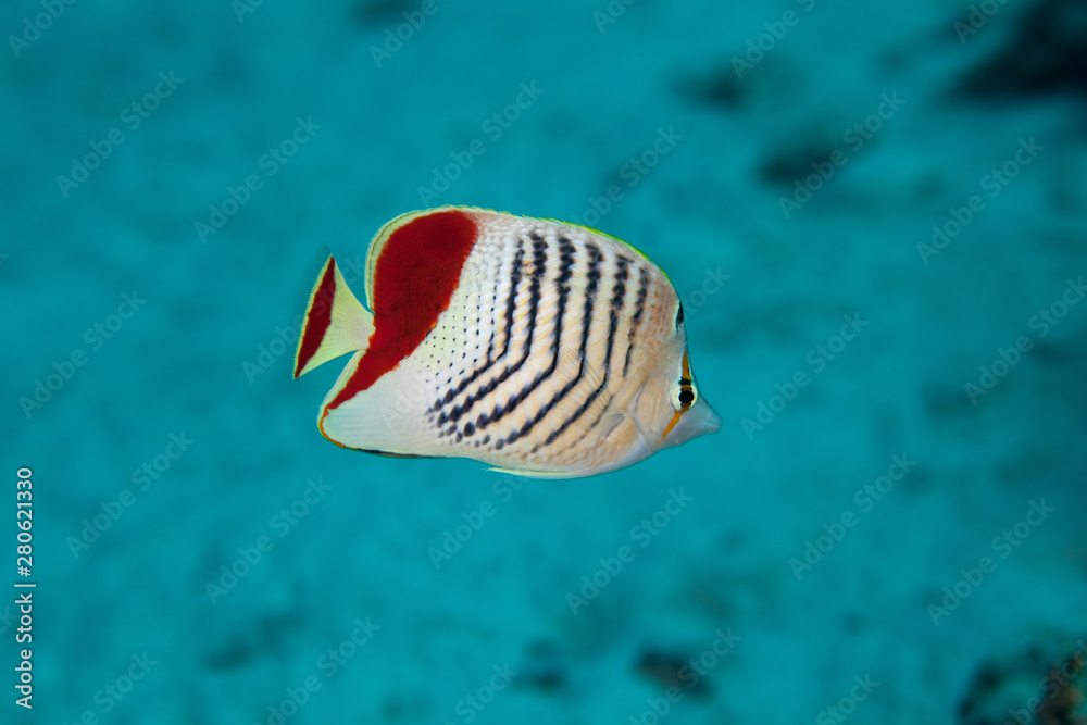 Chaetodon paucifasciatus, Ahl 1923, Eritrean butterflyfish Stock Photo ...