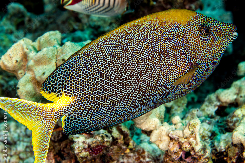Siganus stellatus (Forsskål, 1775), Brown-spotted spinefoot Stock Photo ...