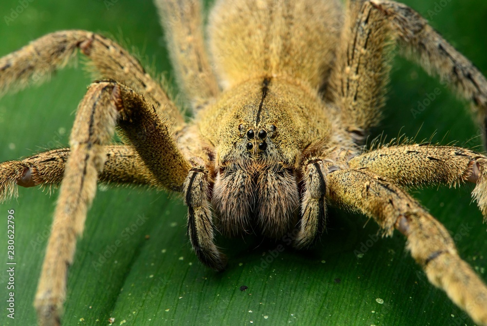 South American Spiders