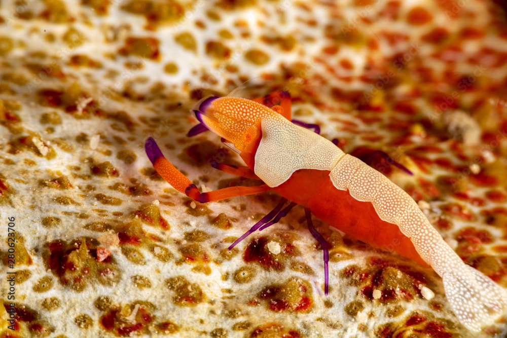 Emperor shrimp, Periclimenes imperator, is a organism of shrimp with a ...