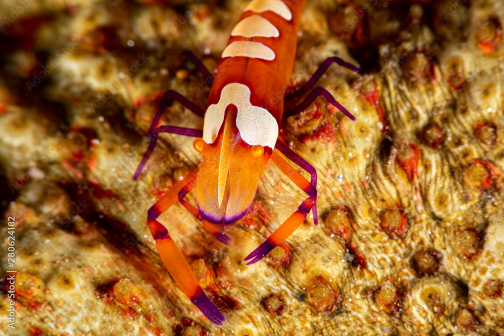 Emperor shrimp, Periclimenes imperator, is a organism of shrimp with a ...