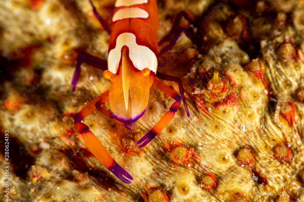 Emperor shrimp, Periclimenes imperator, is a organism of shrimp with a ...