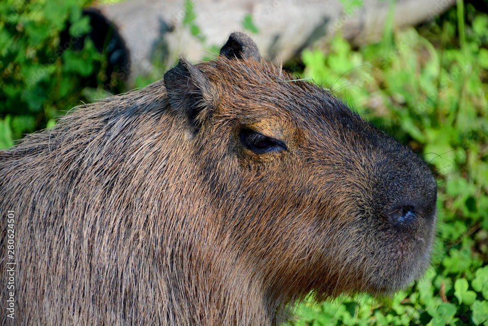 The capybara is the largest rodent in the world. Also called chiguire ...