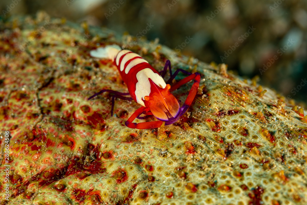 Emperor shrimp, Periclimenes imperator, is a organism of shrimp with a ...