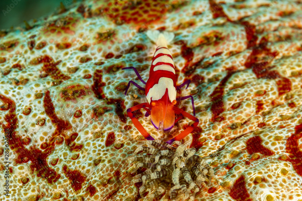 Emperor shrimp, Periclimenes imperator, is a organism of shrimp with a ...