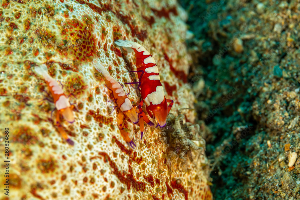 Emperor shrimp, Periclimenes imperator, is a organism of shrimp with a ...