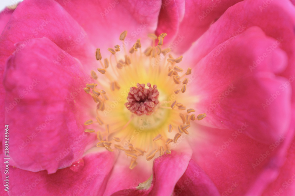 Beautiful rose flower anther and stigma focused with petals Stock Photo ...
