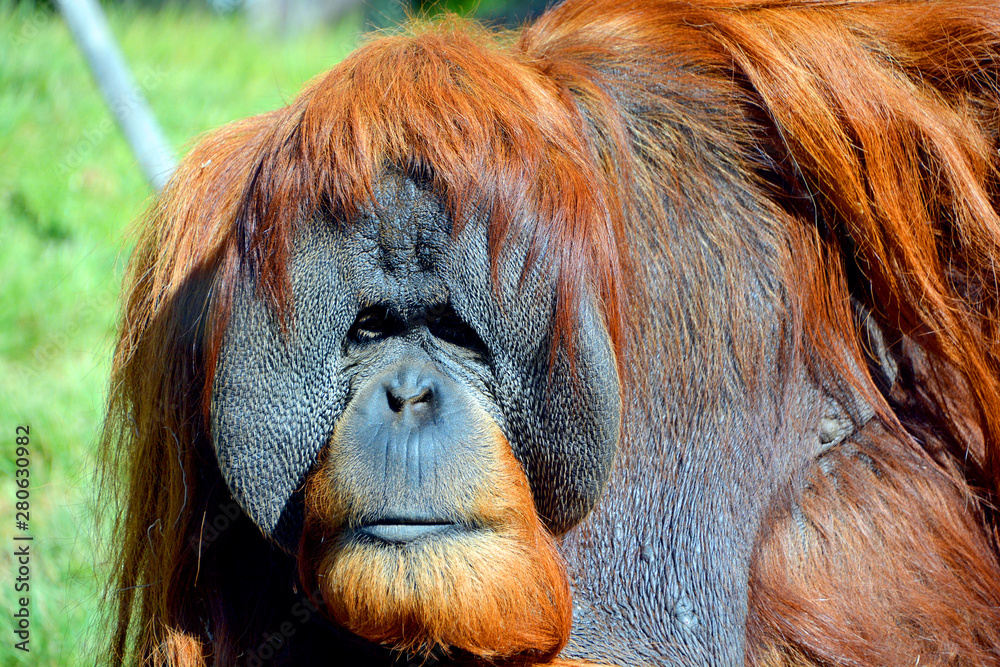 The orangutans, orang-utan, orangutang, or orang-utang) are the two ...