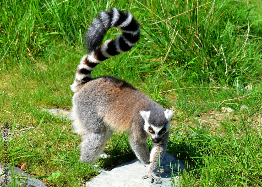 The ring-tailed lemur (Lemur catta) is a large strepsirrhine primate ...